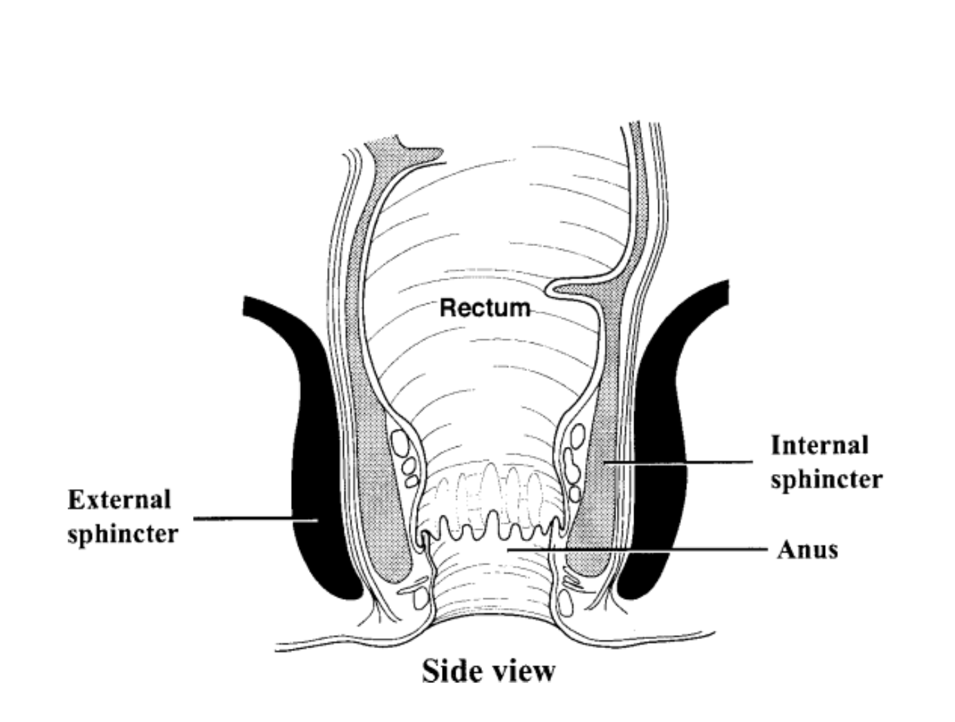 Sphincter Exercises | Bladder & Bowel Community