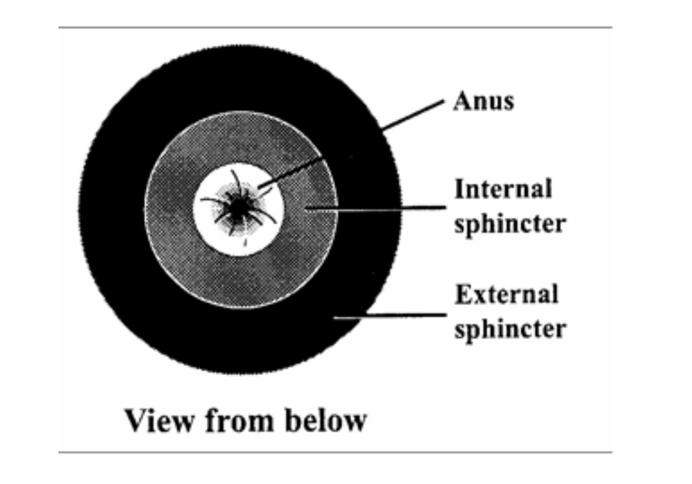 Sphincter Exercises | Bladder & Bowel Community