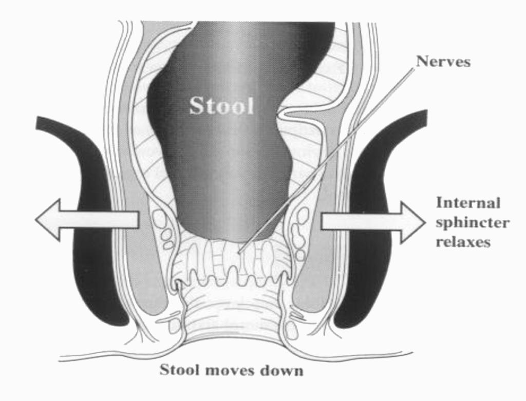 Sphincter Exercises | Bladder & Bowel Community